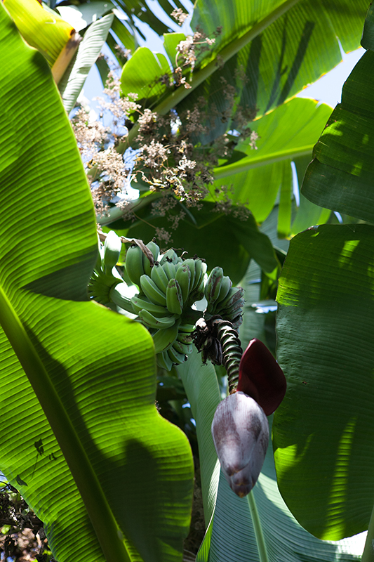 Balinese (Asian) Vegetable Guide – Crazy Cucumber